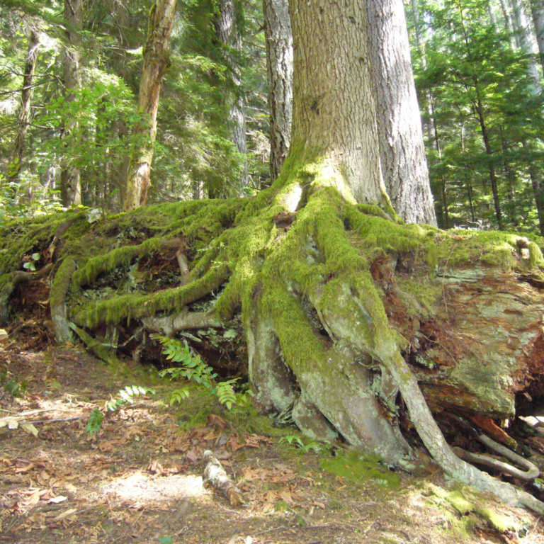 Forest Nurseries - Ecologist School