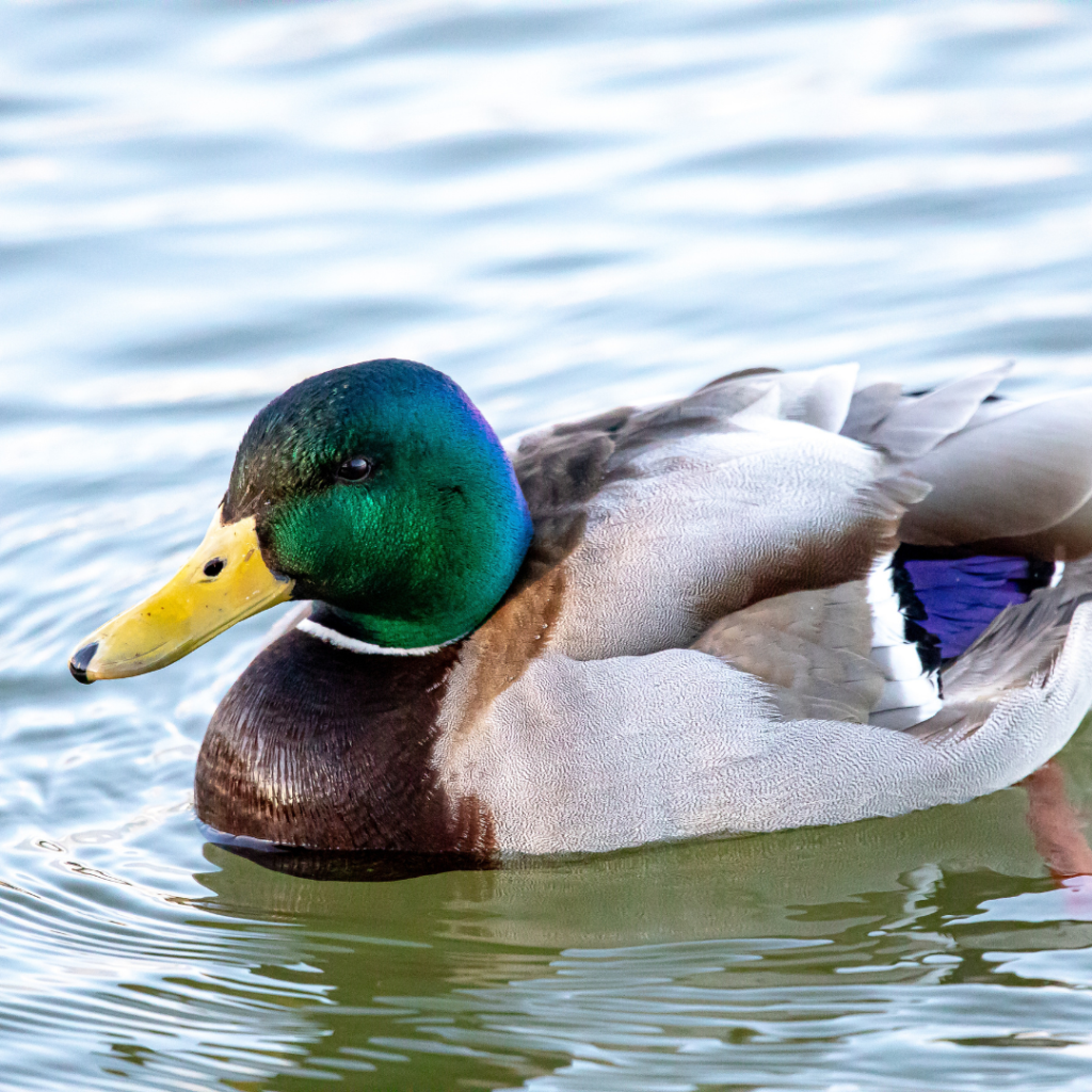 Birds of Hines Lake - Ecologist School