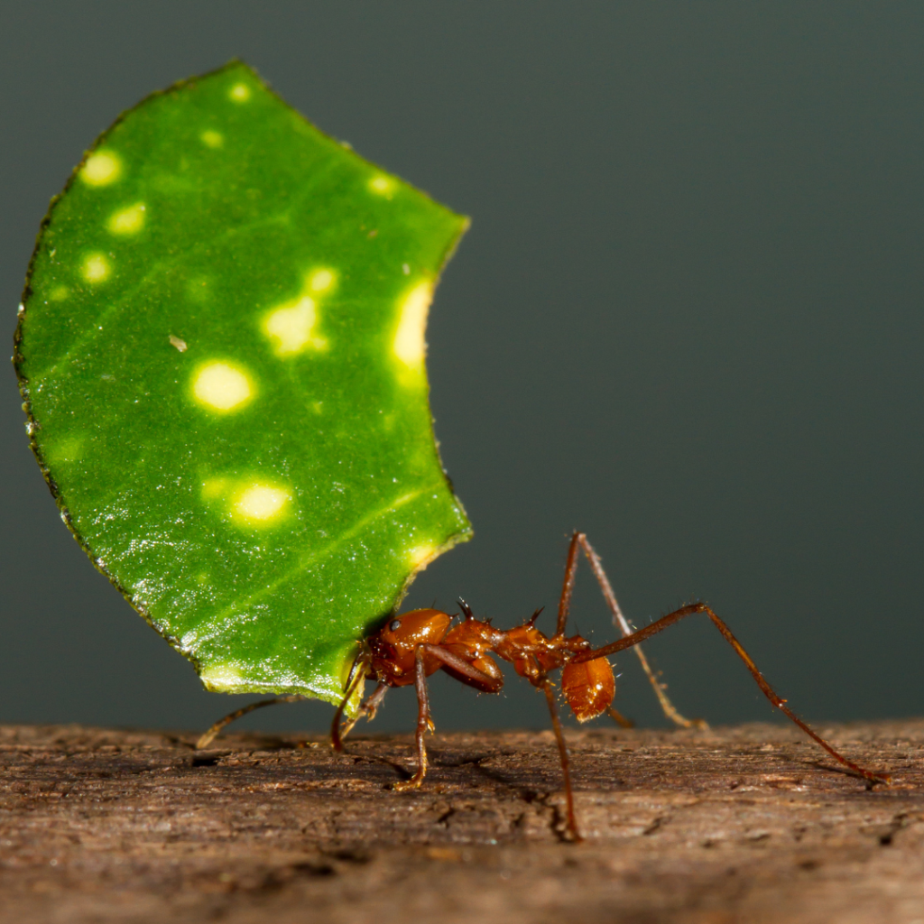 Bug Olympics - Ecologist School