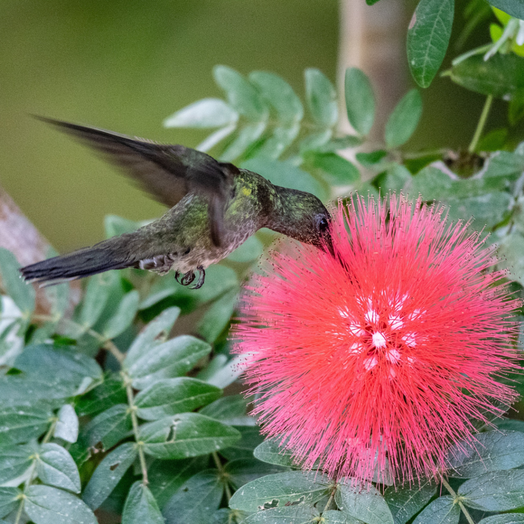 Pollinator Dance Party! - Ecologist School