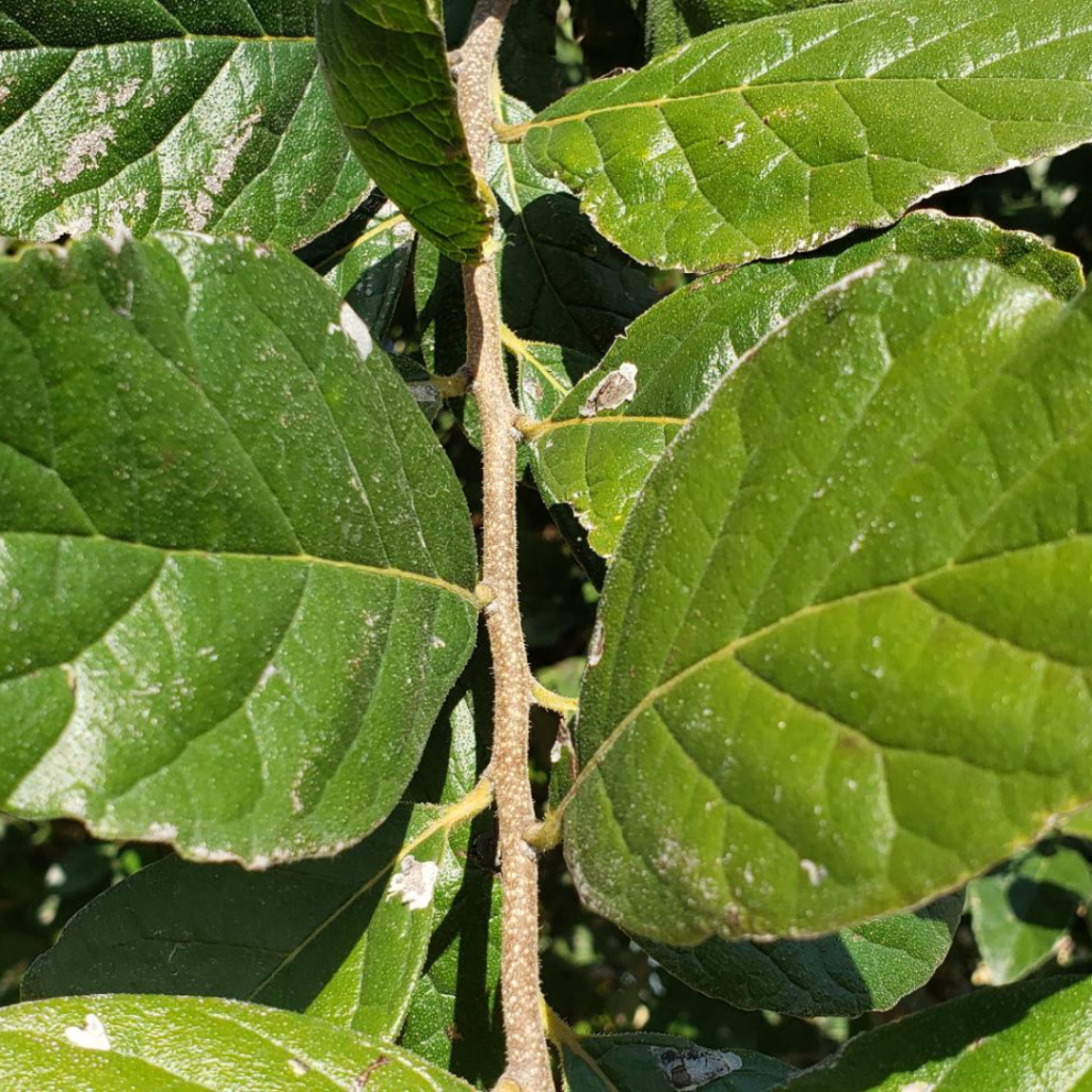 Native Plant Explorers - Ecologist School