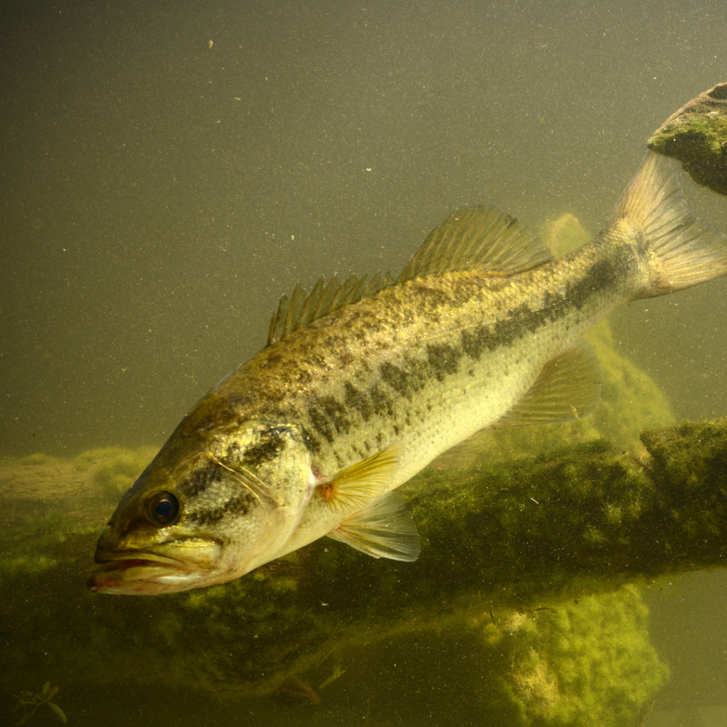 Fish Features - Ecologist School