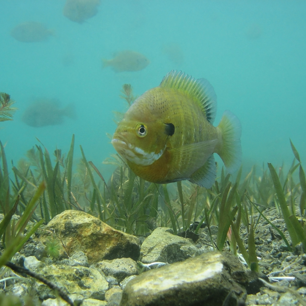 What’s It Like to Be a Fish? - Ecologist School