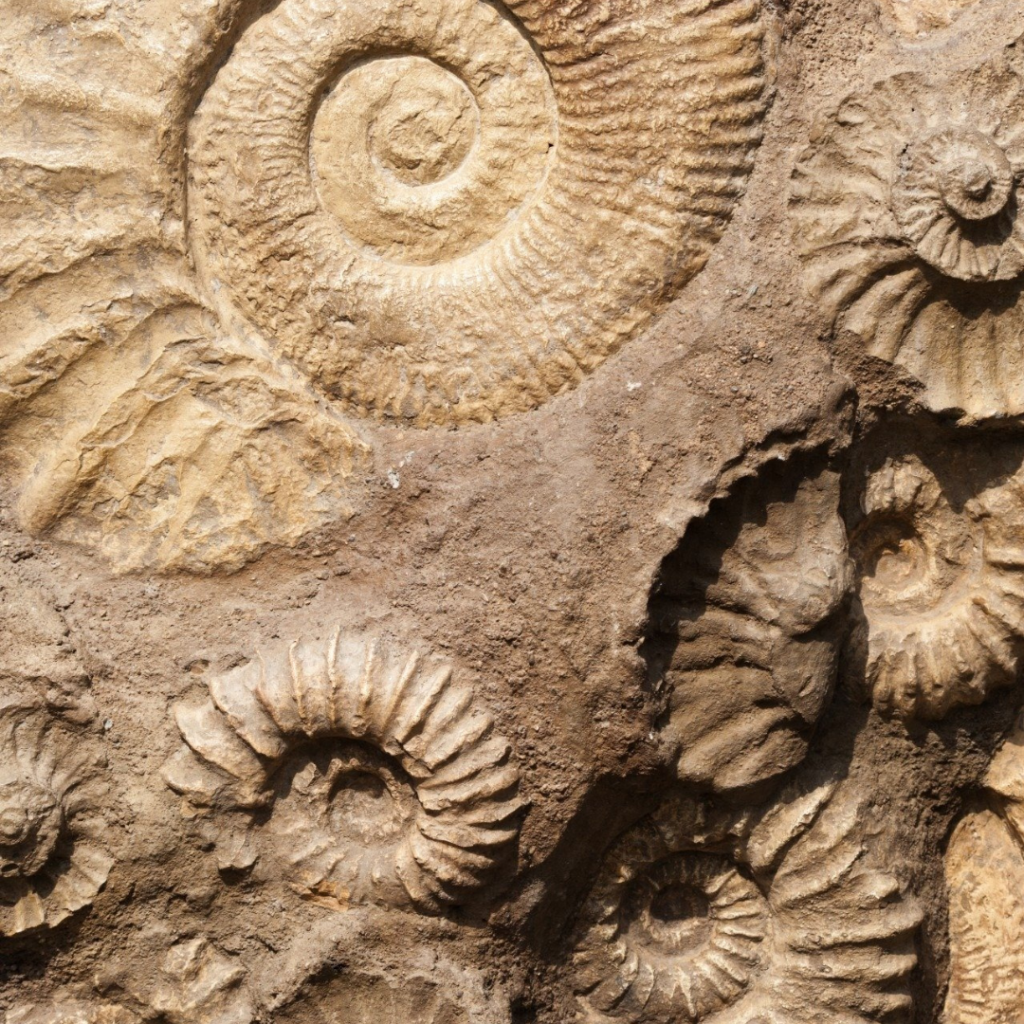 How Do Fossils Form? - Ecologist School
