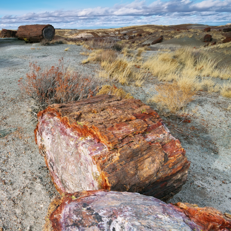 Design a Prehistoric Habitat - Ecologist School